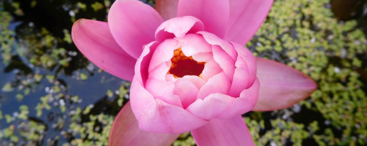 What is sankalpa and how to uncover yours